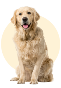 Home - Canine crown